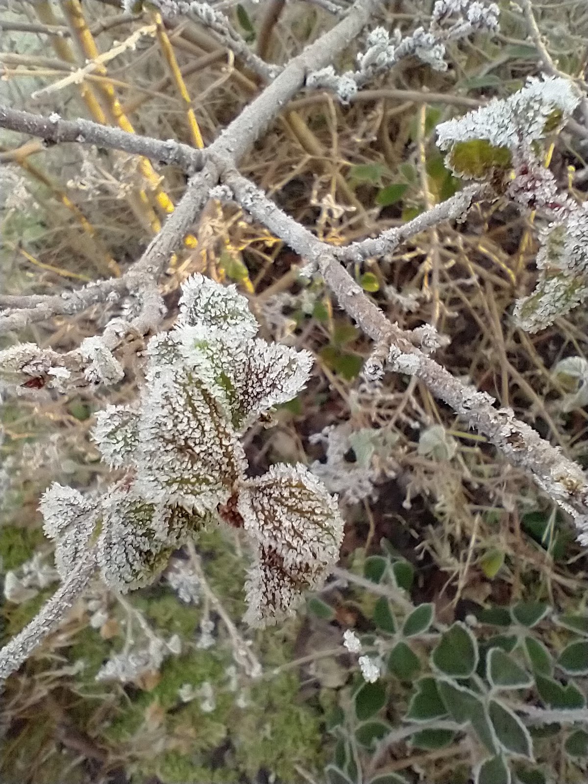 Meetings for 2024 – Leeds Naturalists' Club